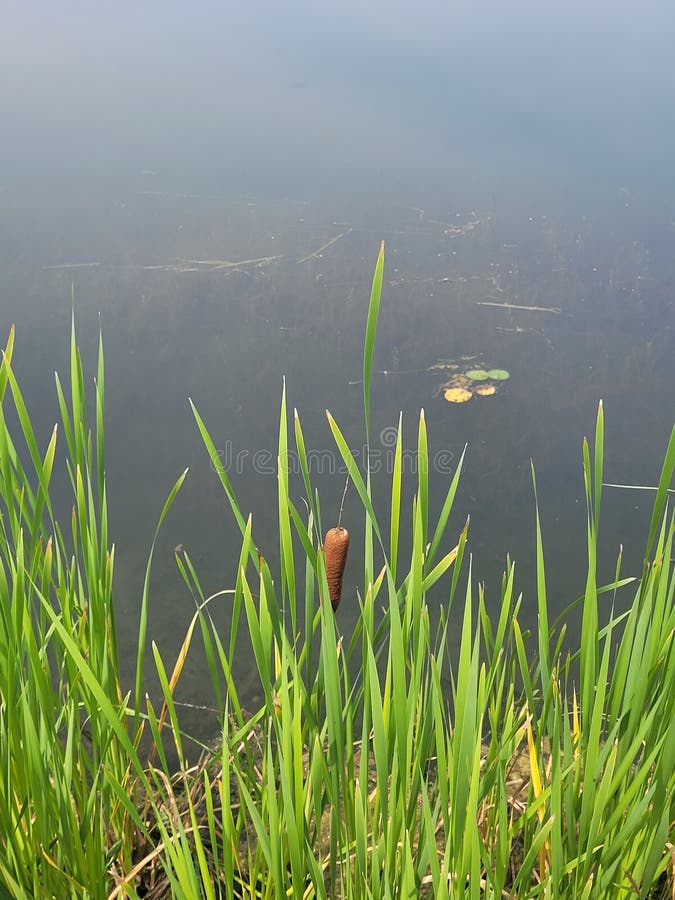 Cattails by a lake stock image. Image of backlight, twilight - 86395635