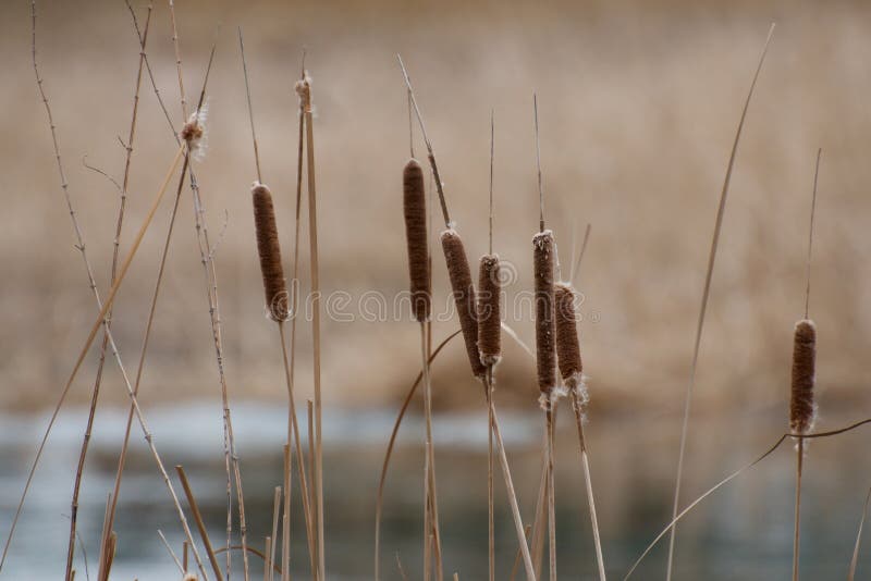 Cattails Closeup in the Spring Stock Photo - Image of peaceful ...