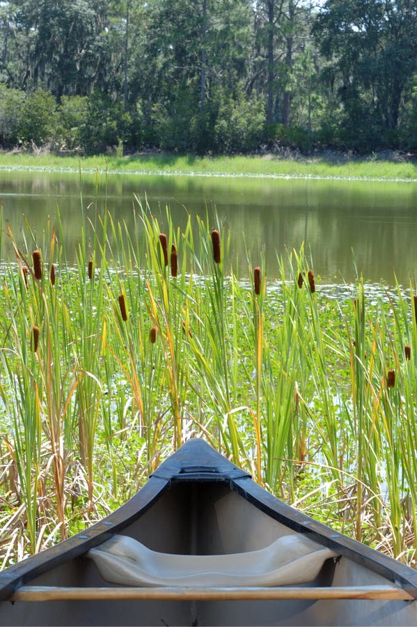 Cattails foto de archivo. Imagen de charca, humedales - 12146366