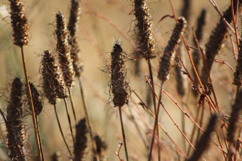 Cattails Decayed stock photo. Image of cattails, wilt - 46297872