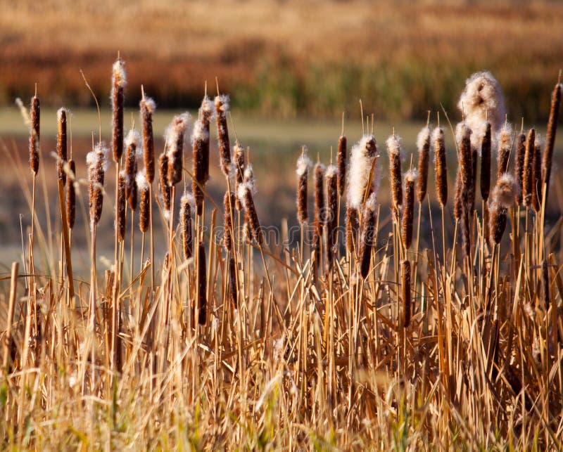 Cattails and Edge of Forest with Dead Tree Stock Photo - Image of ...