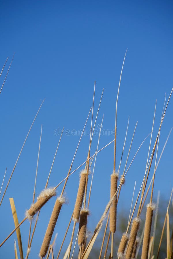 Cattails Exploding with Seed Against Clear Blue Sky Stock Image - Image ...
