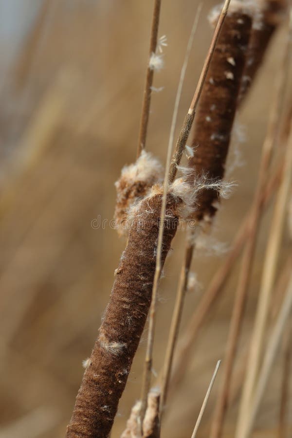 Cattails in the fall stock photo. Image of closeup, plants - 130558116