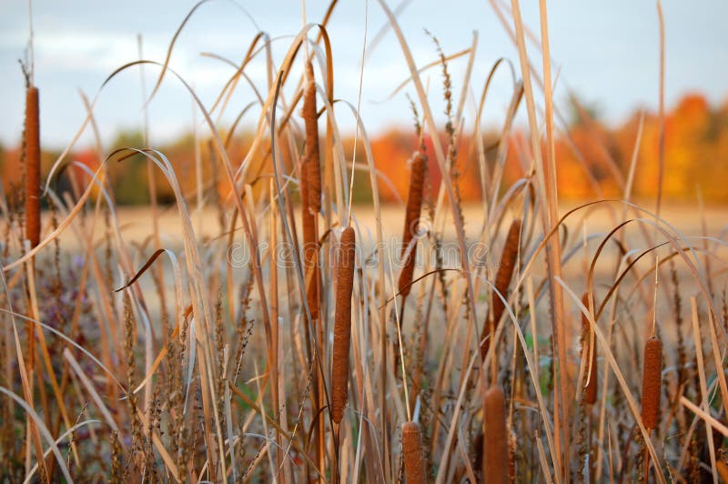 Fall Cattails Stock Photos - Download 511 Royalty Free Photos