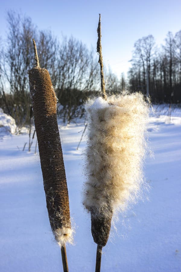 Cattails Fluff Up in Winter, Spreading Their Seeds Stock Photo - Image ...