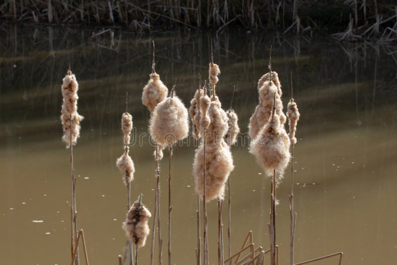 Cattails with Fluffy Light Brown Cobs in a Lake, Typha Stock Image ...