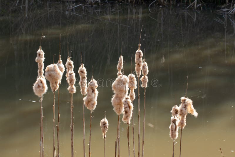 Cattails with Fluffy Light Brown Cobs in a Lake, Typha Stock Photo ...
