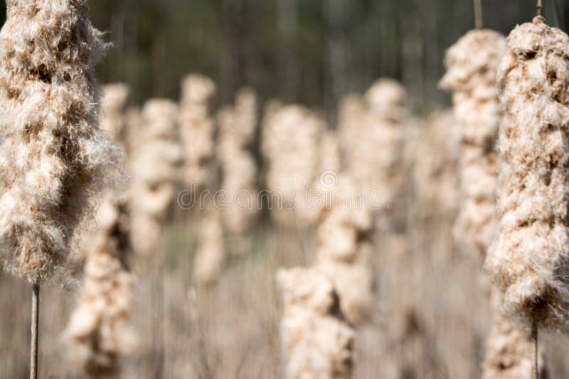 Cattails going to seed stock photo. Image of marsh, landscapes - 93766698
