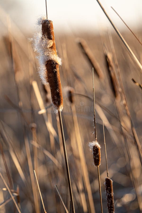Cattails in a Golden Meadow at Sunset in the Fall Stock Image - Image ...