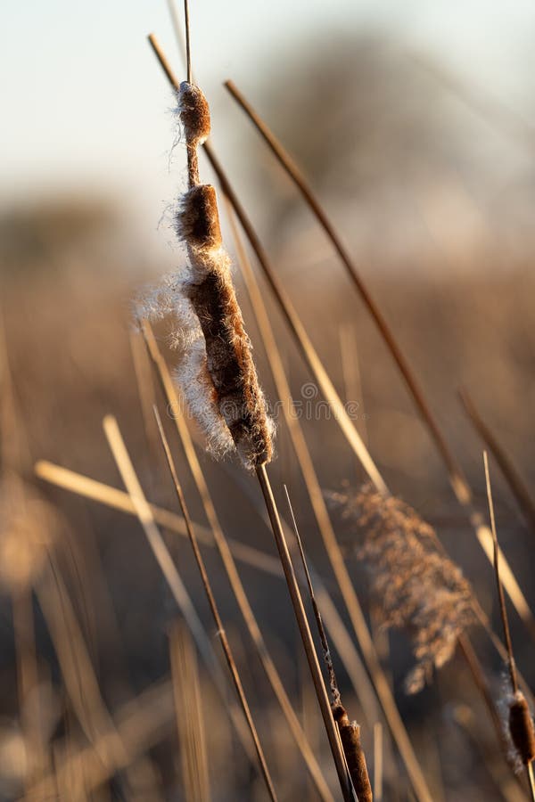 Cattails in a Golden Meadow at Sunset in the Fall Stock Photo - Image ...
