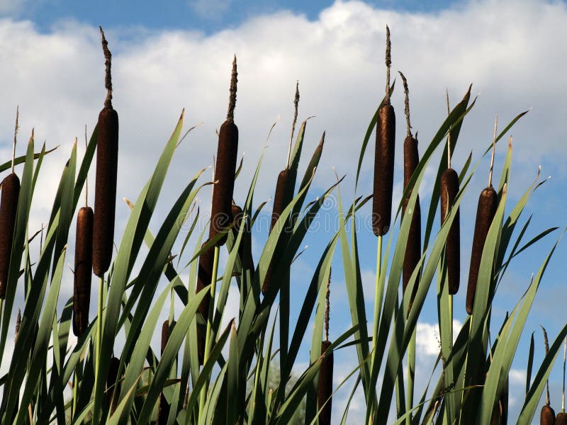 2,299 Cattails Water Photos - Free & Royalty-Free Stock Photos from ...