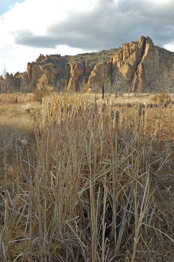 Cattails in the High Desert Vert Stock Photo - Image of grass, basalt ...