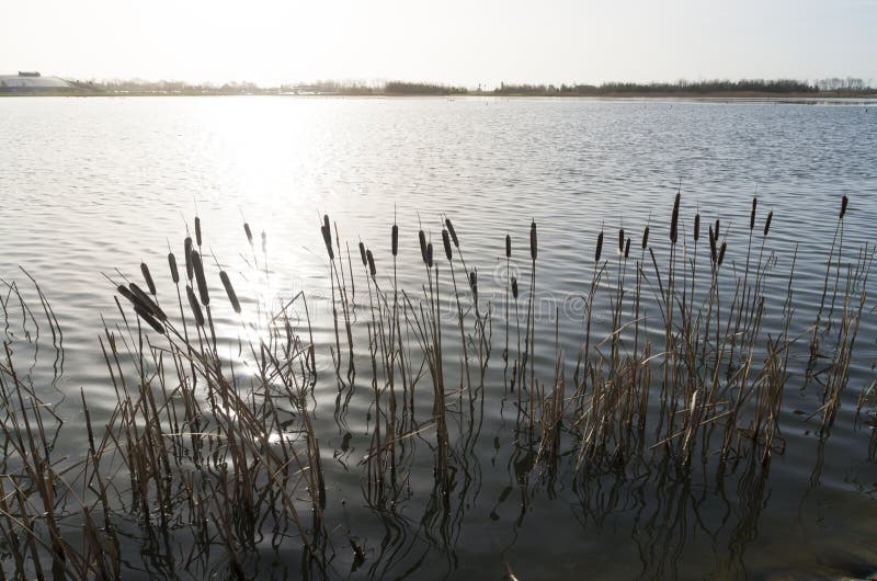 Cattails at a lake stock image. Image of pond, reed, scenic - 77146035