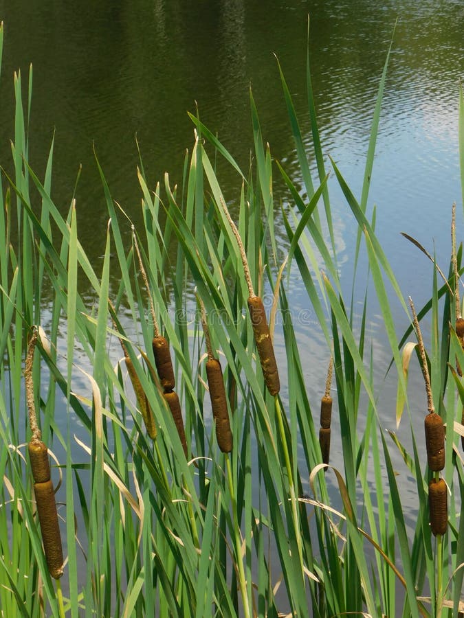 Cattails by a lake stock image. Image of backlight, twilight - 86395635