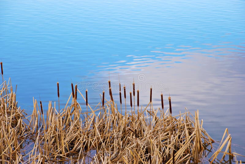 Cattails by the Lake S Edge Stock Photo - Image of plants, cloud: 11949474