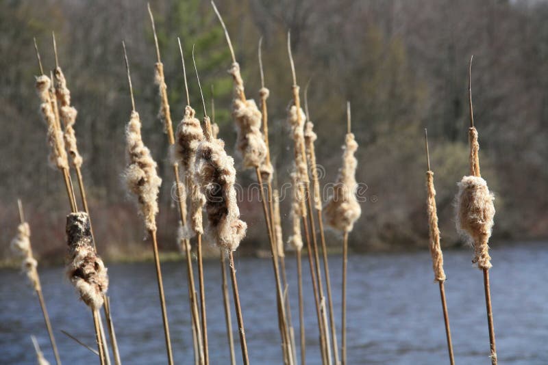 Cattails at the lake stock photo. Image of michiga, lake - 113981274