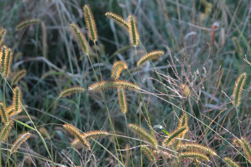 Cattails Macios Com a Luz Solar Que Brilha Completamente Imagem de ...