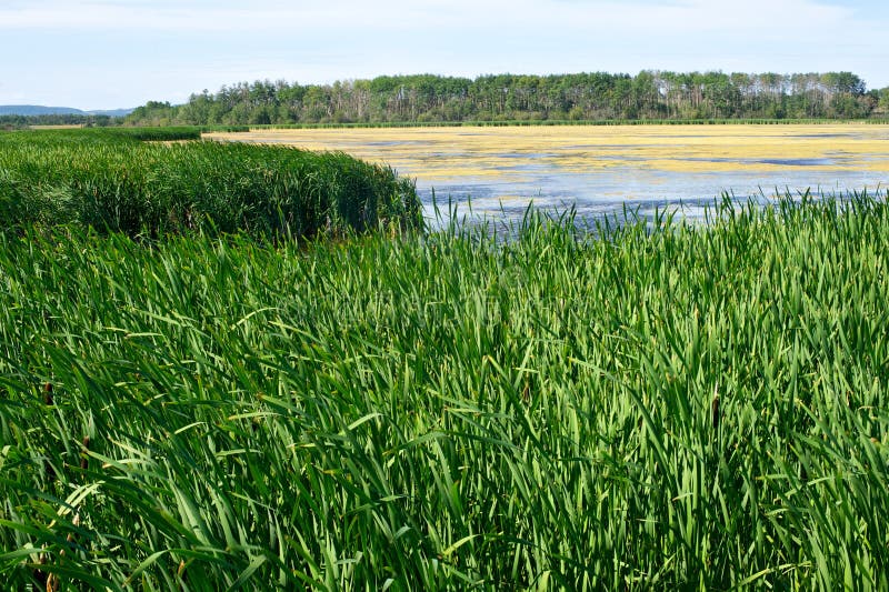 Cattails and a marsh stock photo. Image of slough, bulrush - 31135664