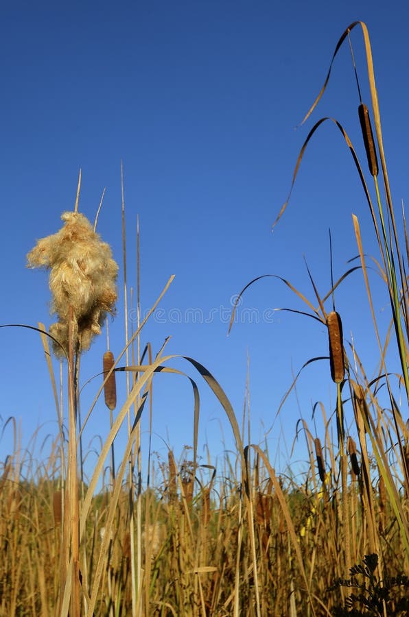 Cattails Exploding with Seed in Arizona Wetlands Pond Stock Photo ...