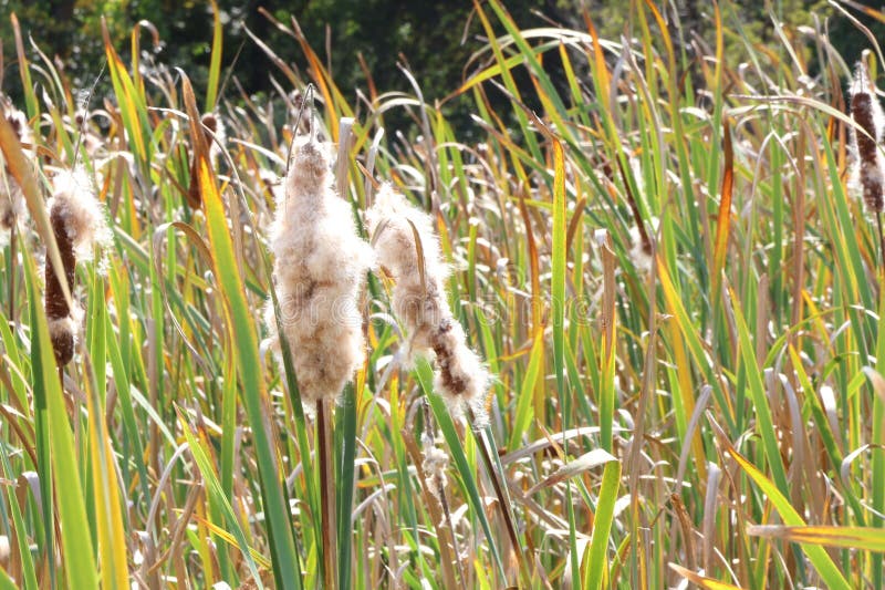 Cattails in Meadows stock image. Image of vegetation - 335794851