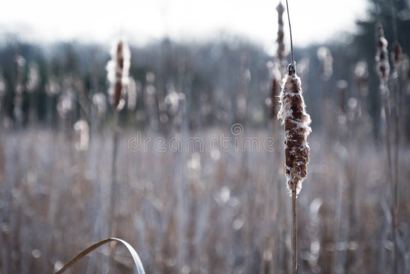Cattails in an open field stock photo. Image of leaf - 89926686