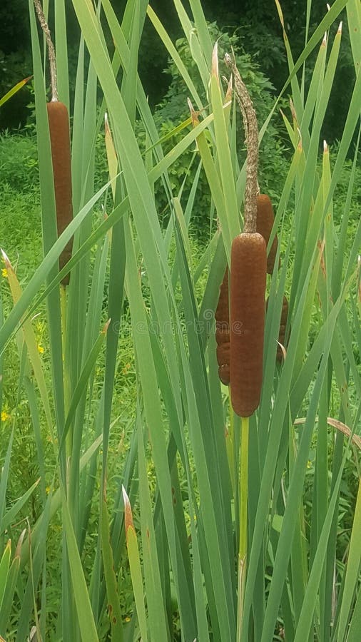 Cattails stock photo. Image of types, photographs, cattails - 97023902