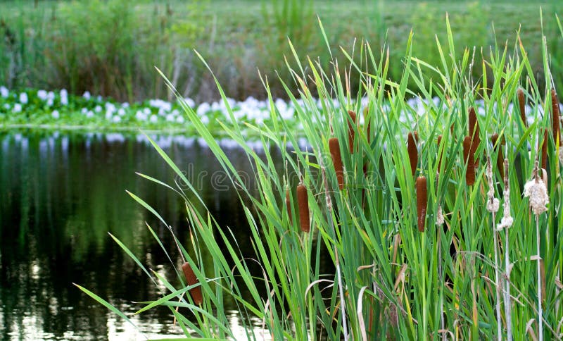 Cattails in a Pond stock image. Image of plant, water - 2879491