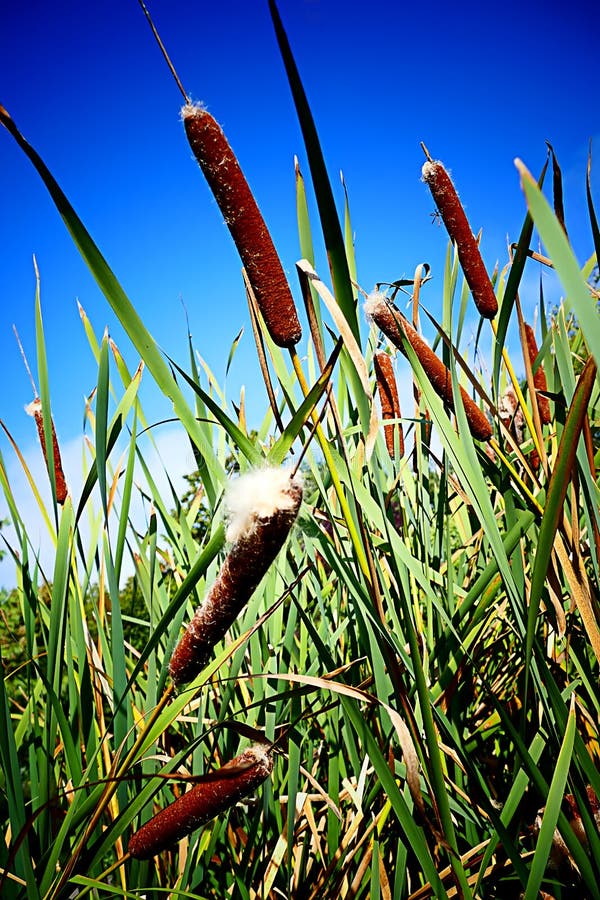 Cattails Reeds 1 Stock Photos - Free & Royalty-Free Stock Photos from ...