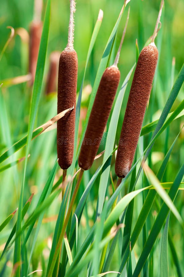 Cattails & Reeds in a Pond Stock Photo - Image of beauty, beautiful ...