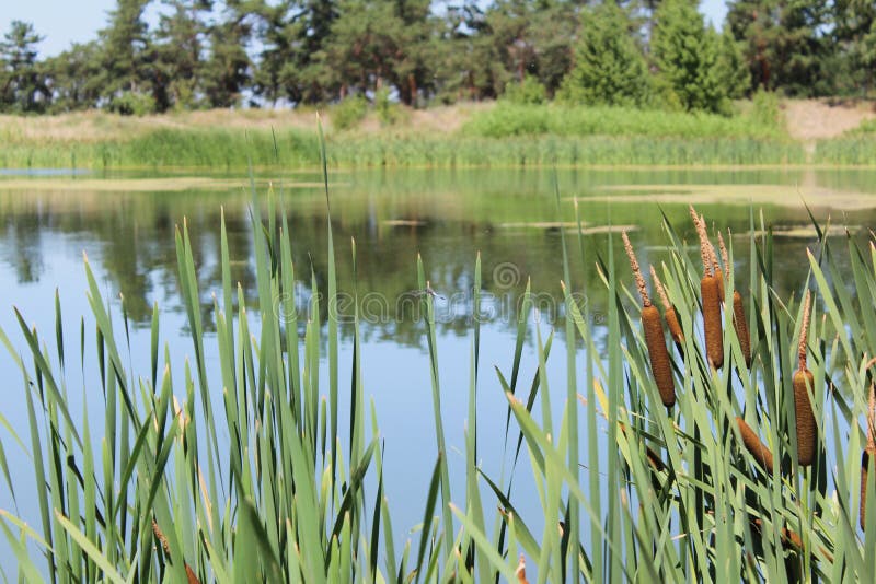 Cattails in a Pond stock image. Image of plant, water - 2879491