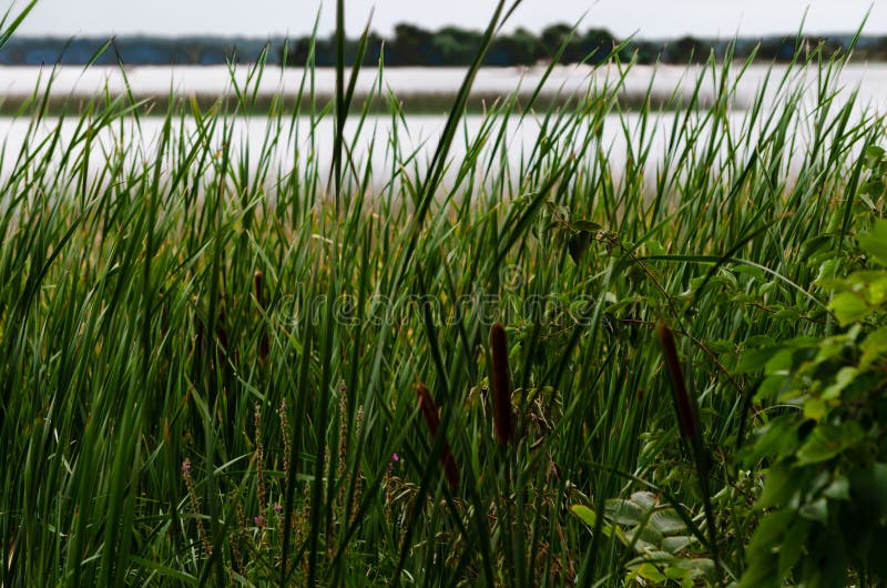 Cattails and Reeds in a Wetland Stock Photo - Image of bullrush, lake ...