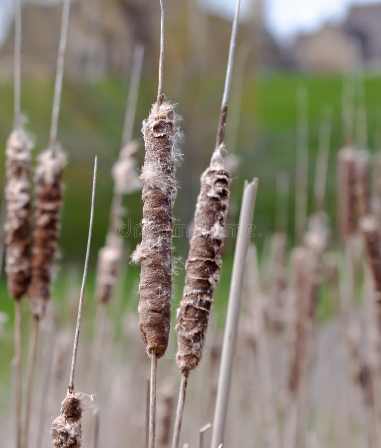 Cattails in a Pond stock image. Image of plant, water - 2879491