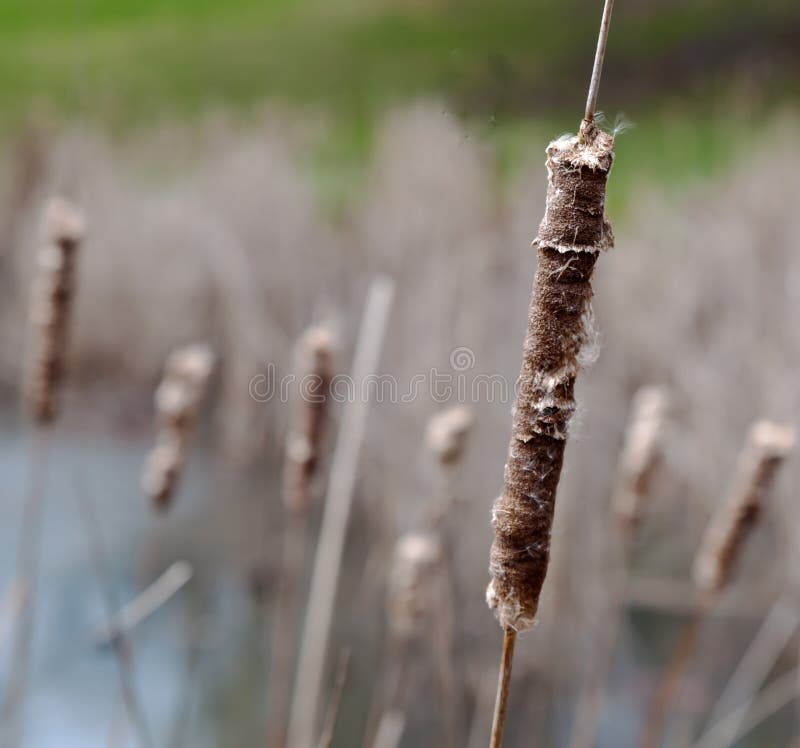 Cattails in a Pond stock image. Image of plant, water - 2879491