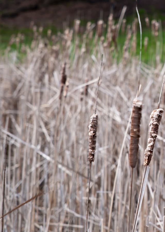 Cattails in a Pond stock image. Image of plant, water - 2879491