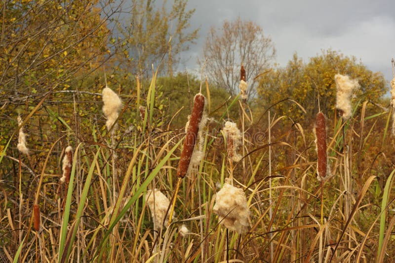 Cattails Typha Latifolia with Fluffy Seeds. Stock Image - Image of ...