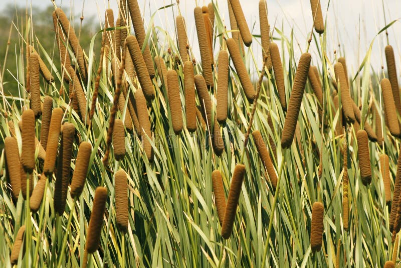 HDR Image of Cattails (Typha Orientalis) Stock Photo - Image of sausage ...