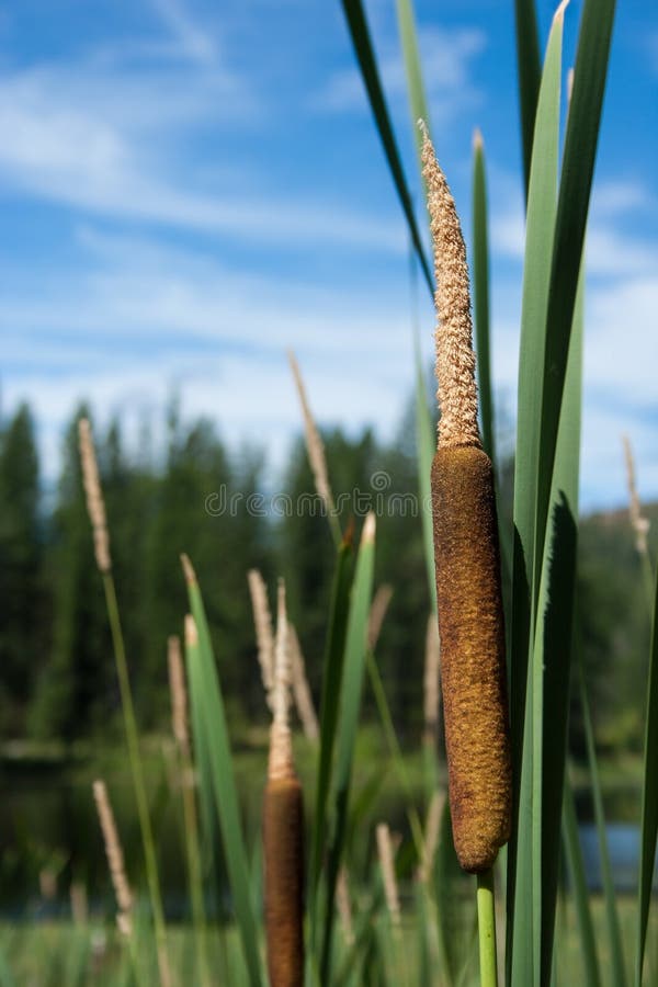 Cattails stock image. Image of cover, grass, plant, close - 42662849