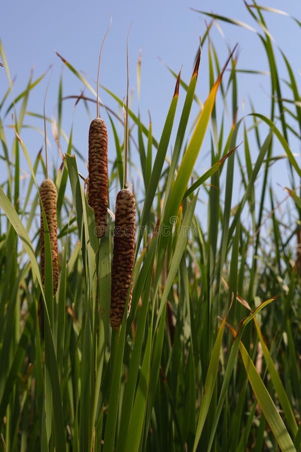 Cattails in a Wetland Area with a Clear Blue Sky. Stock Photo - Image ...