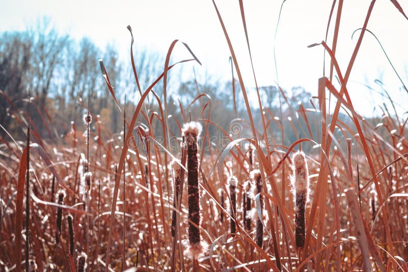 Cattails in a Wetlands during the Fall Stock Photo - Image of gardening ...