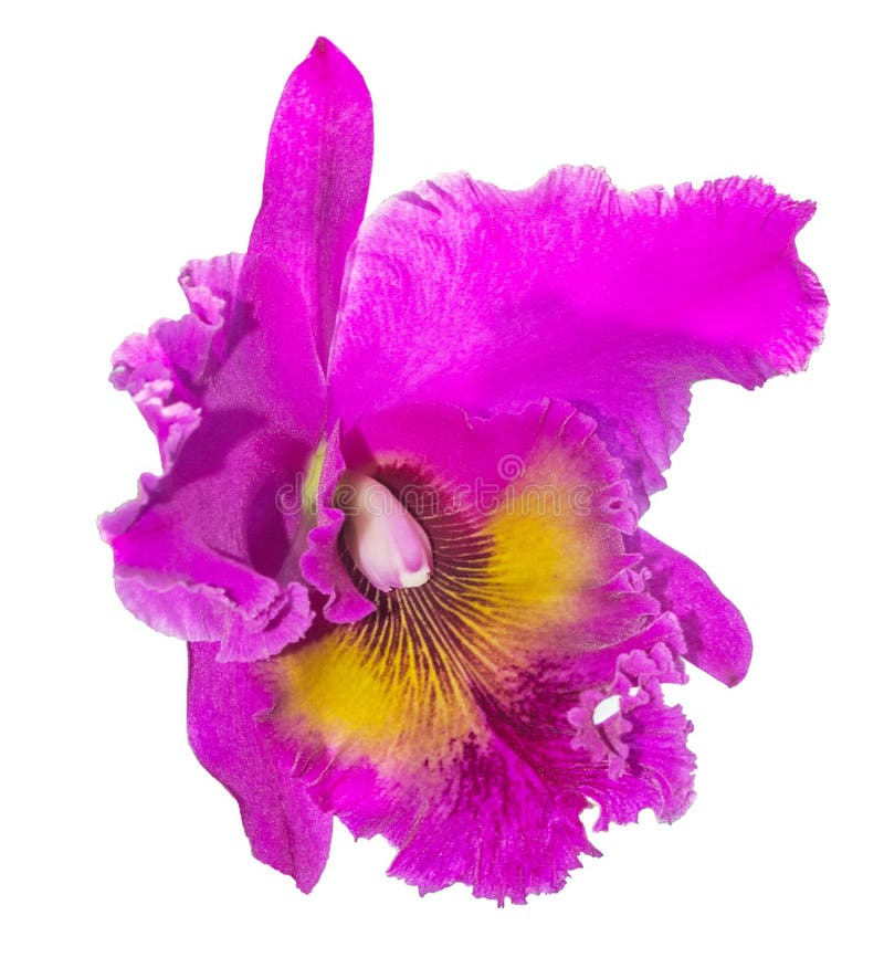 Cattaleya orchid stock photo. Image of beauty, petal - 46986552