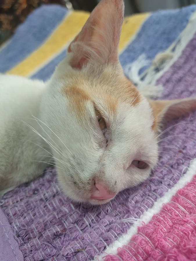 Catter Cute Stock Photos - Free & Royalty-Free Stock Photos from Dreamstime