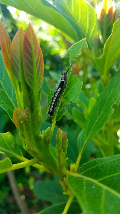 Catterpilar in Green Leaf . Insect of Mango Tree Stock Image - Image of ...