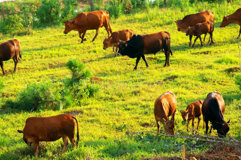 Cattle Lot stock photo. Image of cows, ranch, dirt, livestock - 3197270