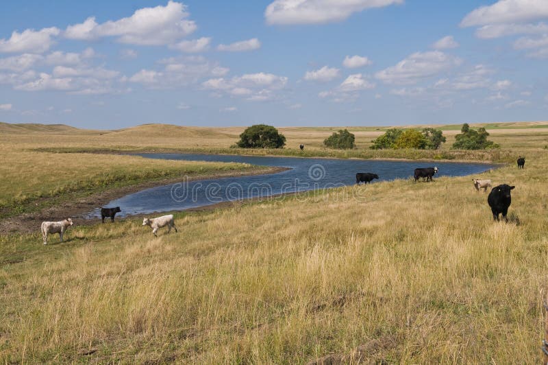 Cattle Ranch, Texas Panhandle Near Amarillo, Texas, United State Stock ...