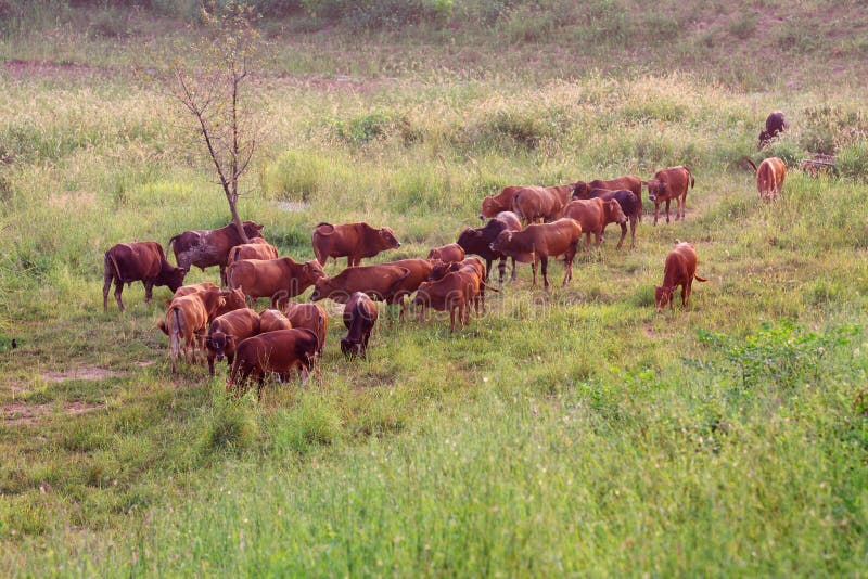 Cattle stock photo. Image of asia, lovely, chinese, country - 11070206