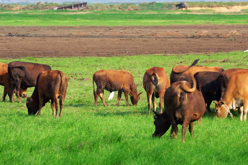 Cattle stock image. Image of east, feeding, chinese, grass - 11216581