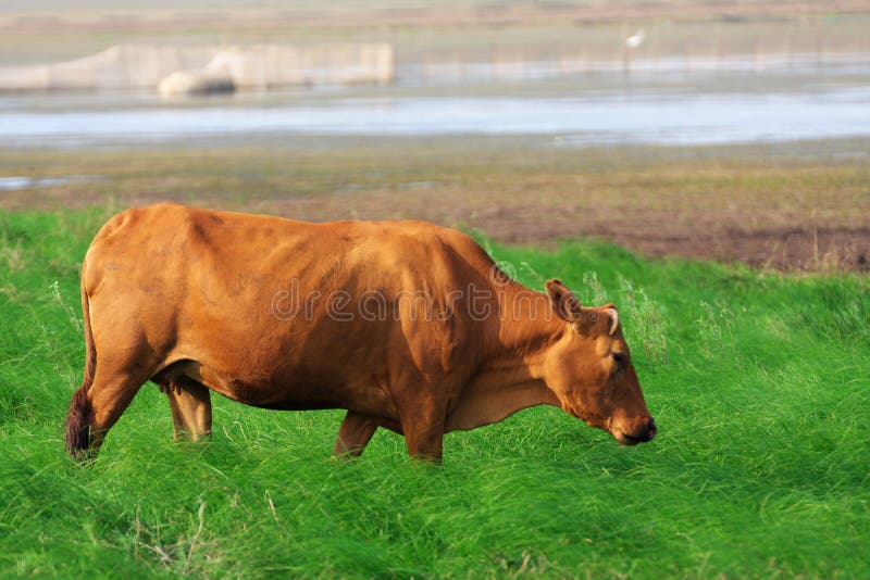Cattle stock image. Image of china, travel, cattle, green - 11216591