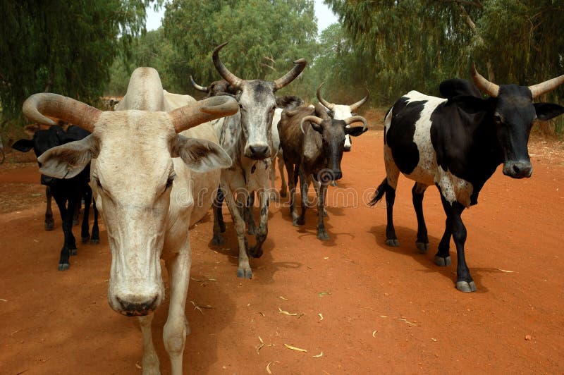 Dinka Cattle Herders, Sudan Editorial Photography - Image of tribe ...