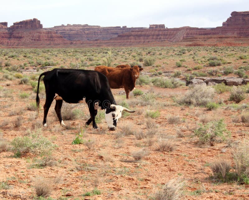 Cattle stock image. Image of steer, agriculture, utah - 14324325