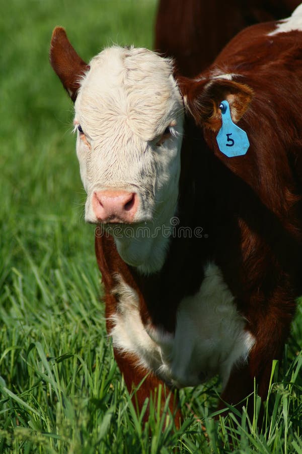 Cattle 16 stock image. Image of livestock, agriculture - 5698473